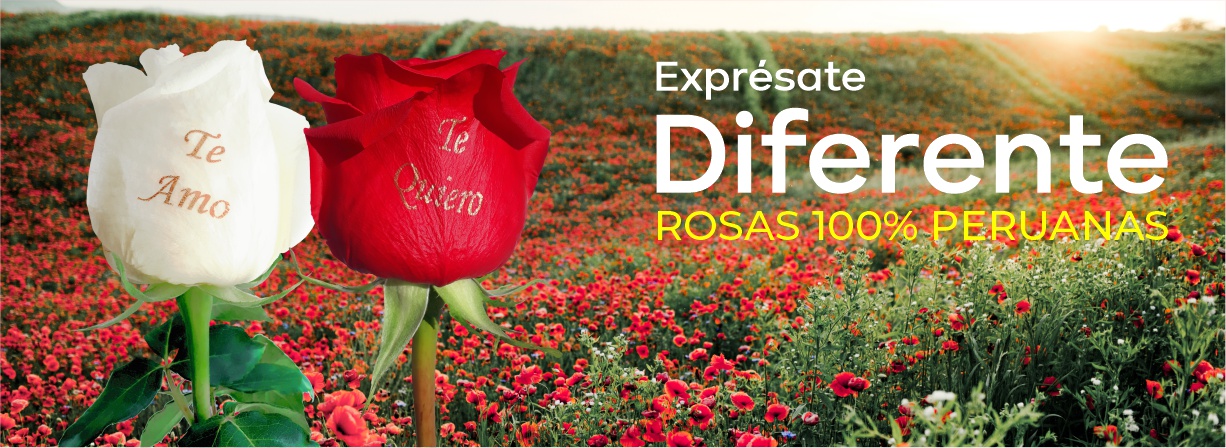 PeruvianRoses.com - Rosas Grabadas - Trujillo - Perú