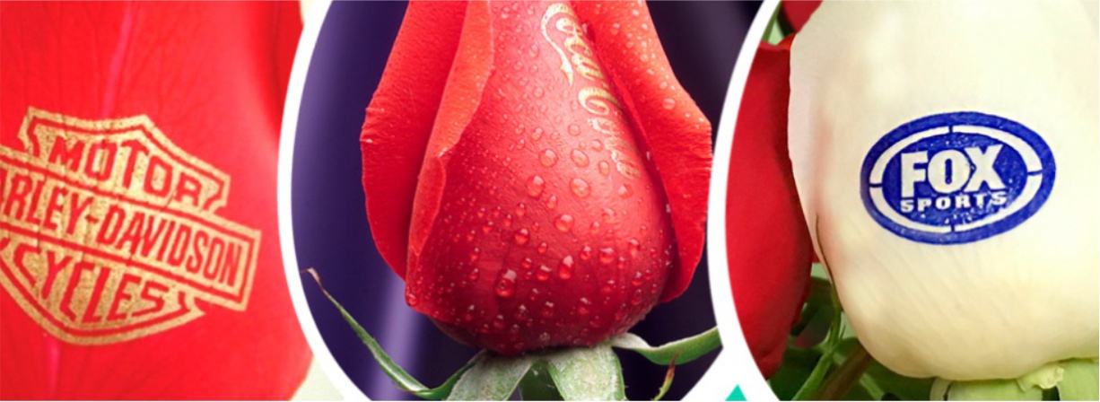 PeruvianRoses.com - Rosas Grabadas - Trujillo - Perú